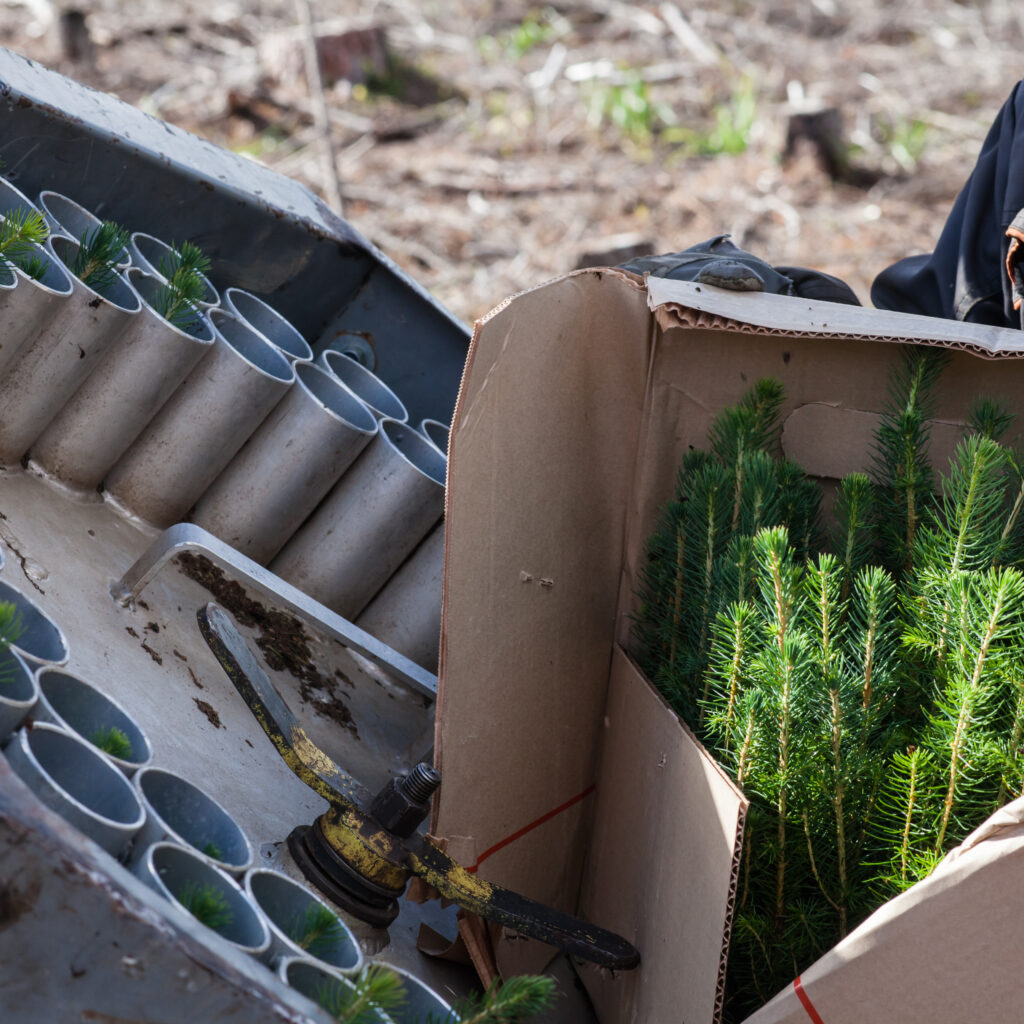 Sawn timber - Isojoen Saha